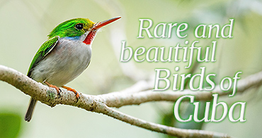 Birds of Cuba – An Internet Field Guide to Rare Cuban Birds