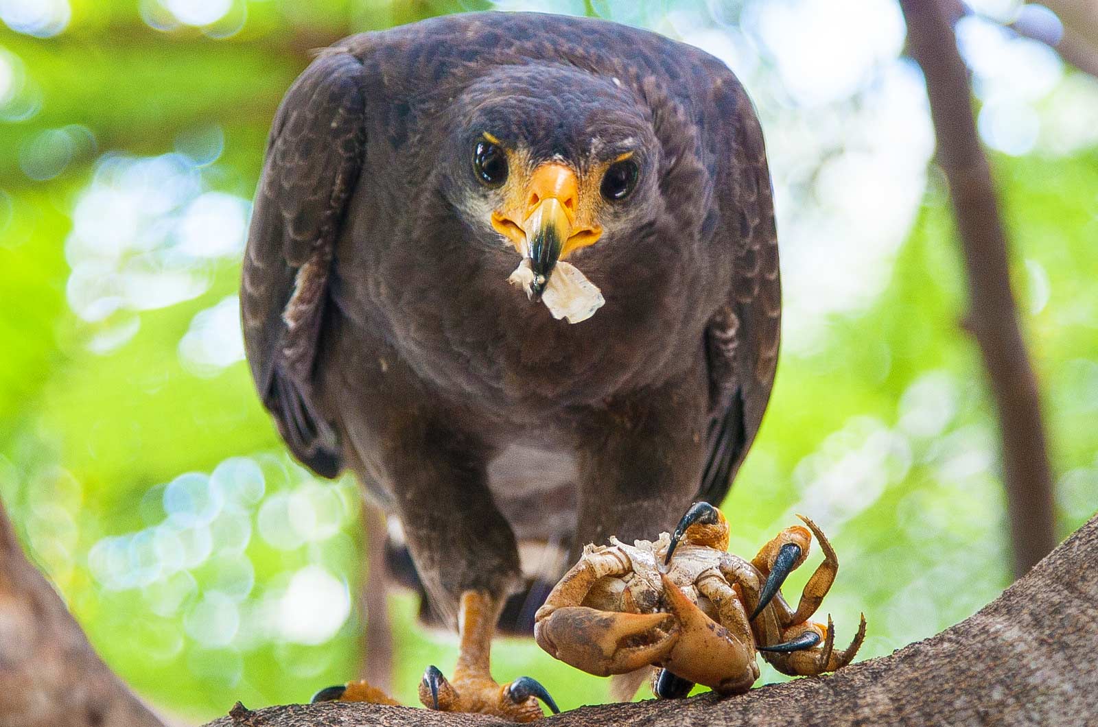Birds of Cuba – An Internet Field Guide to Rare Cuban Birds