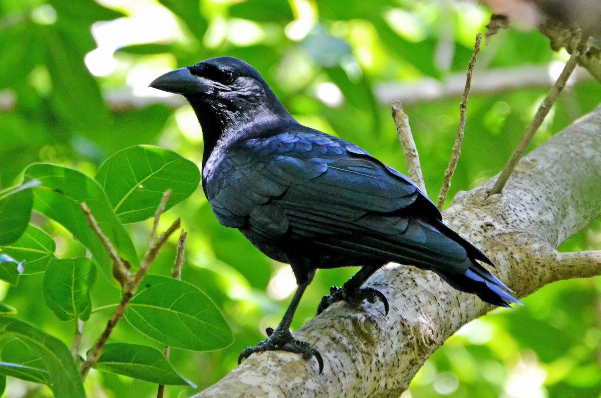 Birds of Cuba – An Internet Field Guide to Rare Cuban Birds