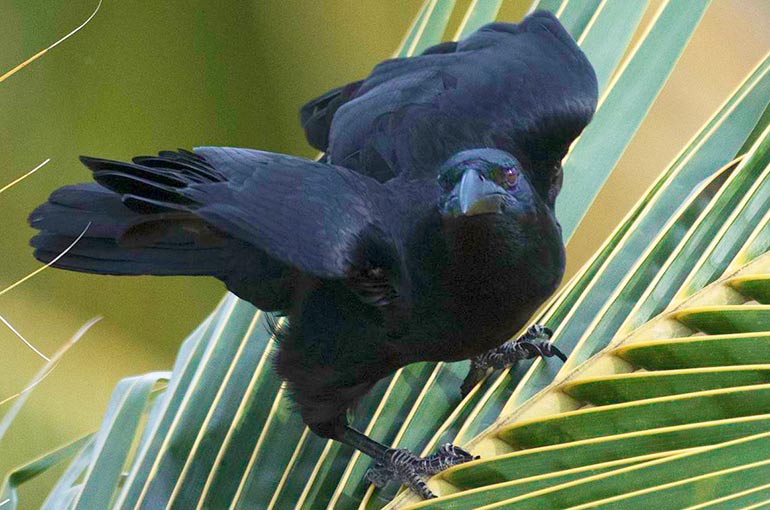 Birds of Cuba – An Internet Field Guide to Rare Cuban Birds