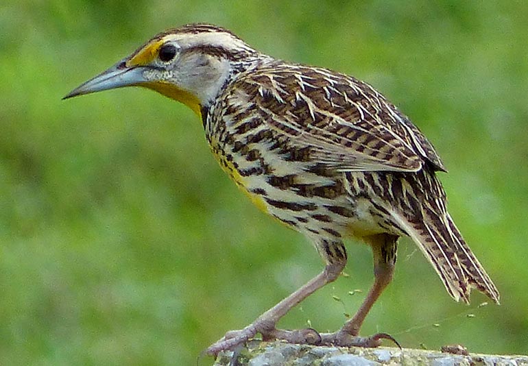 Birds of Cuba – An Internet Field Guide to Rare Cuban Birds