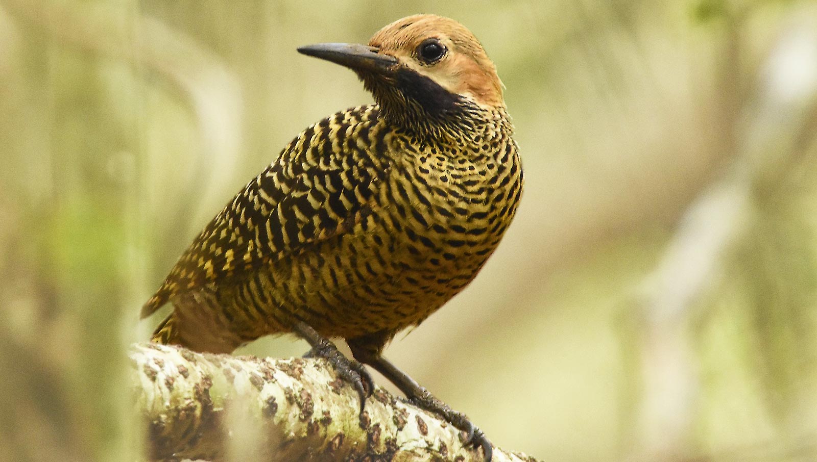 Birds of Cuba – An Internet Field Guide to Rare Cuban Birds