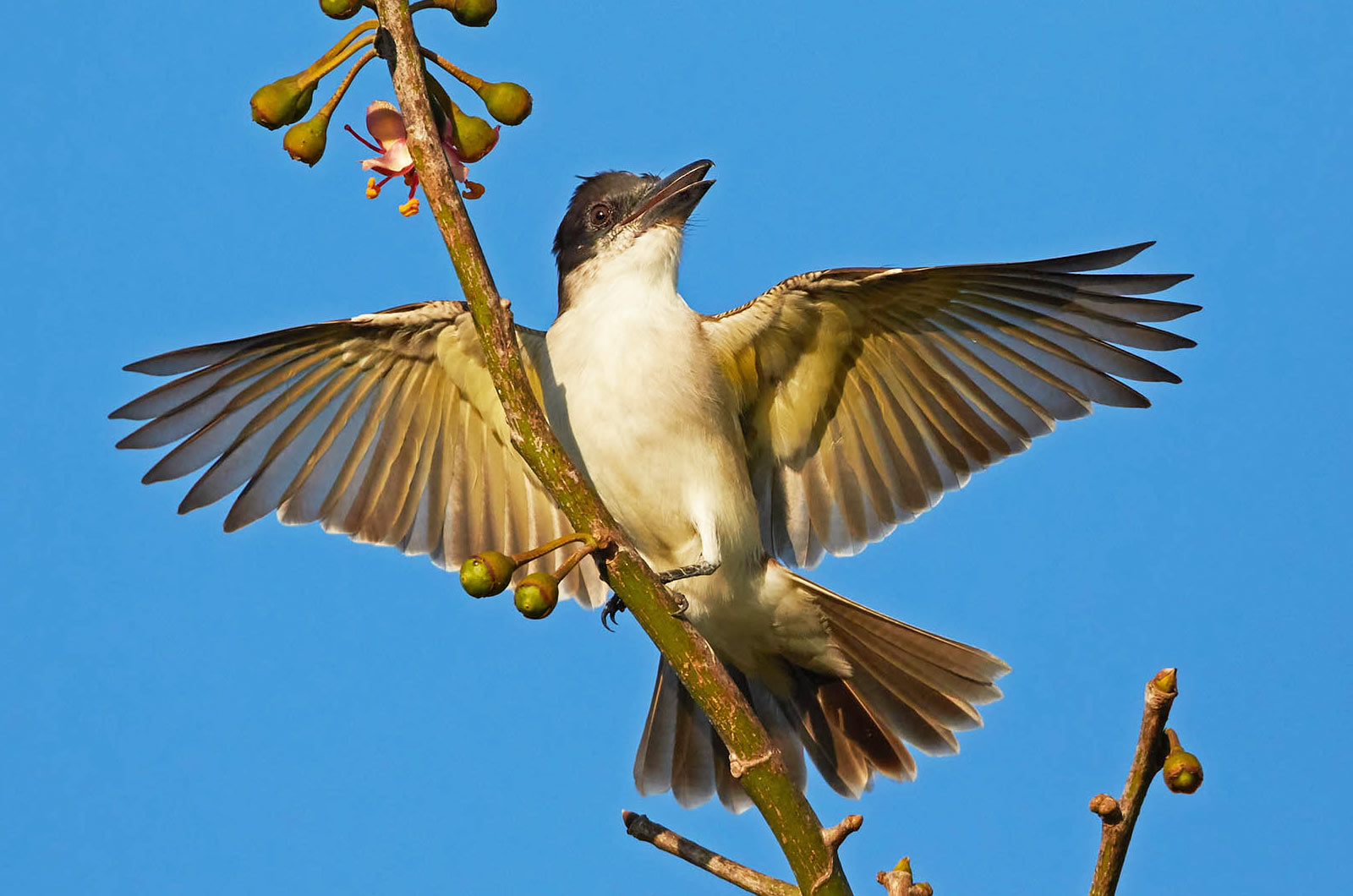 Birds of Cuba – An Internet Field Guide to Rare Cuban Birds