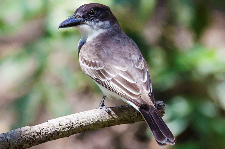 Birds of Cuba – An Internet Field Guide to Rare Cuban Birds
