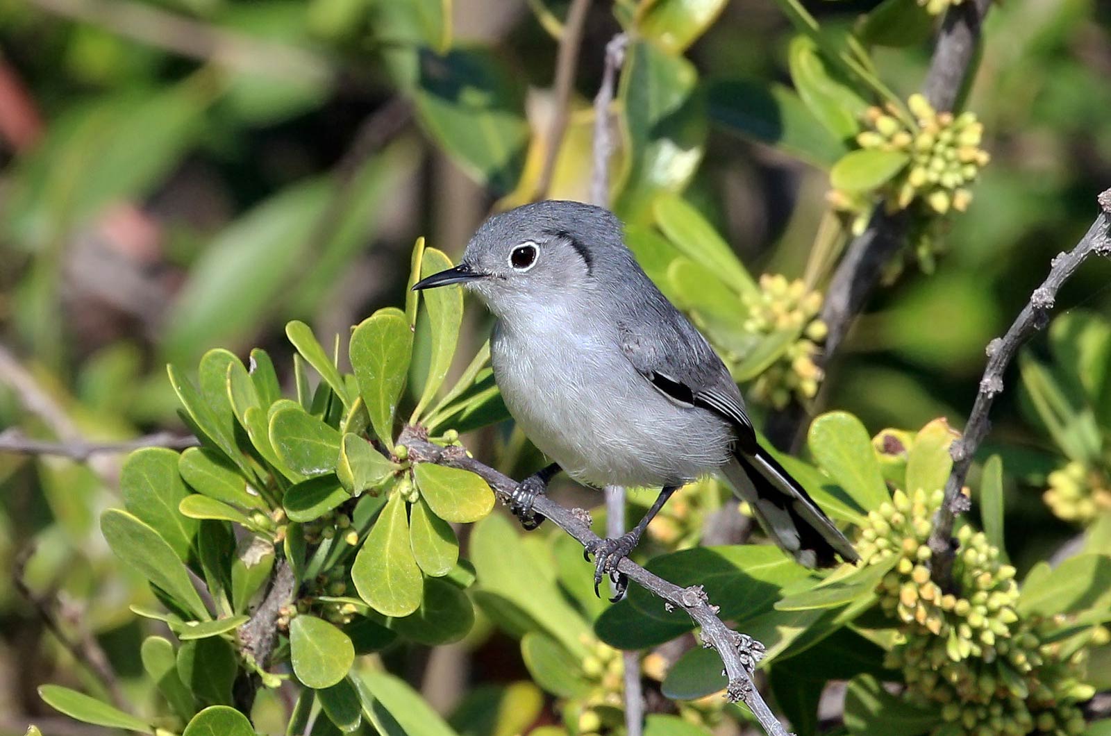 Birds of Cuba – An Internet Field Guide to Rare Cuban Birds