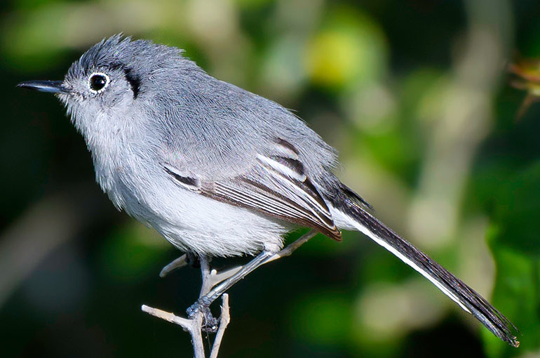 Birds of Cuba – An Internet Field Guide to Rare Cuban Birds
