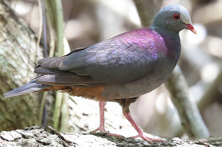 Birds of Cuba – An Internet Field Guide to Rare Cuban Birds