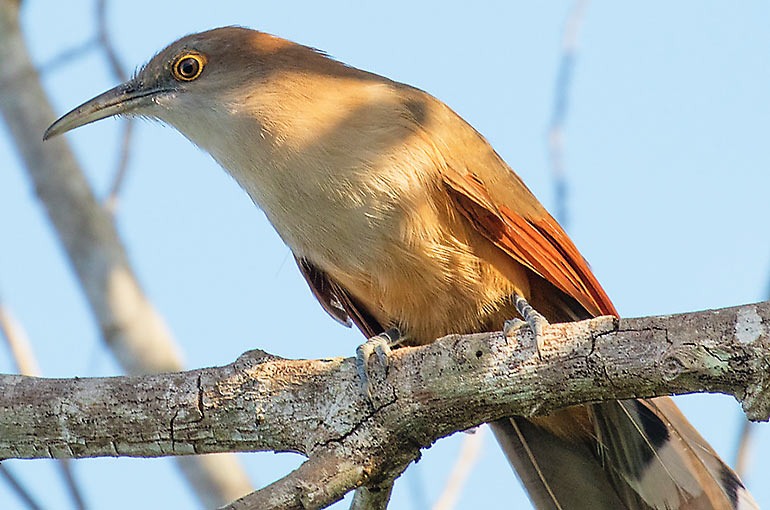 Birds of Cuba – An Internet Field Guide to Rare Cuban Birds