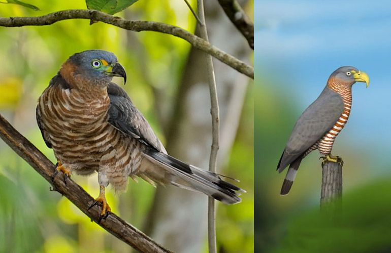 Birds of Cuba – An Internet Field Guide to Rare Cuban Birds