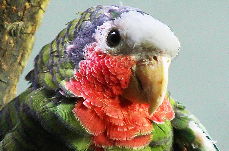 Birds of Cuba – An Internet Field Guide to Rare Cuban Birds