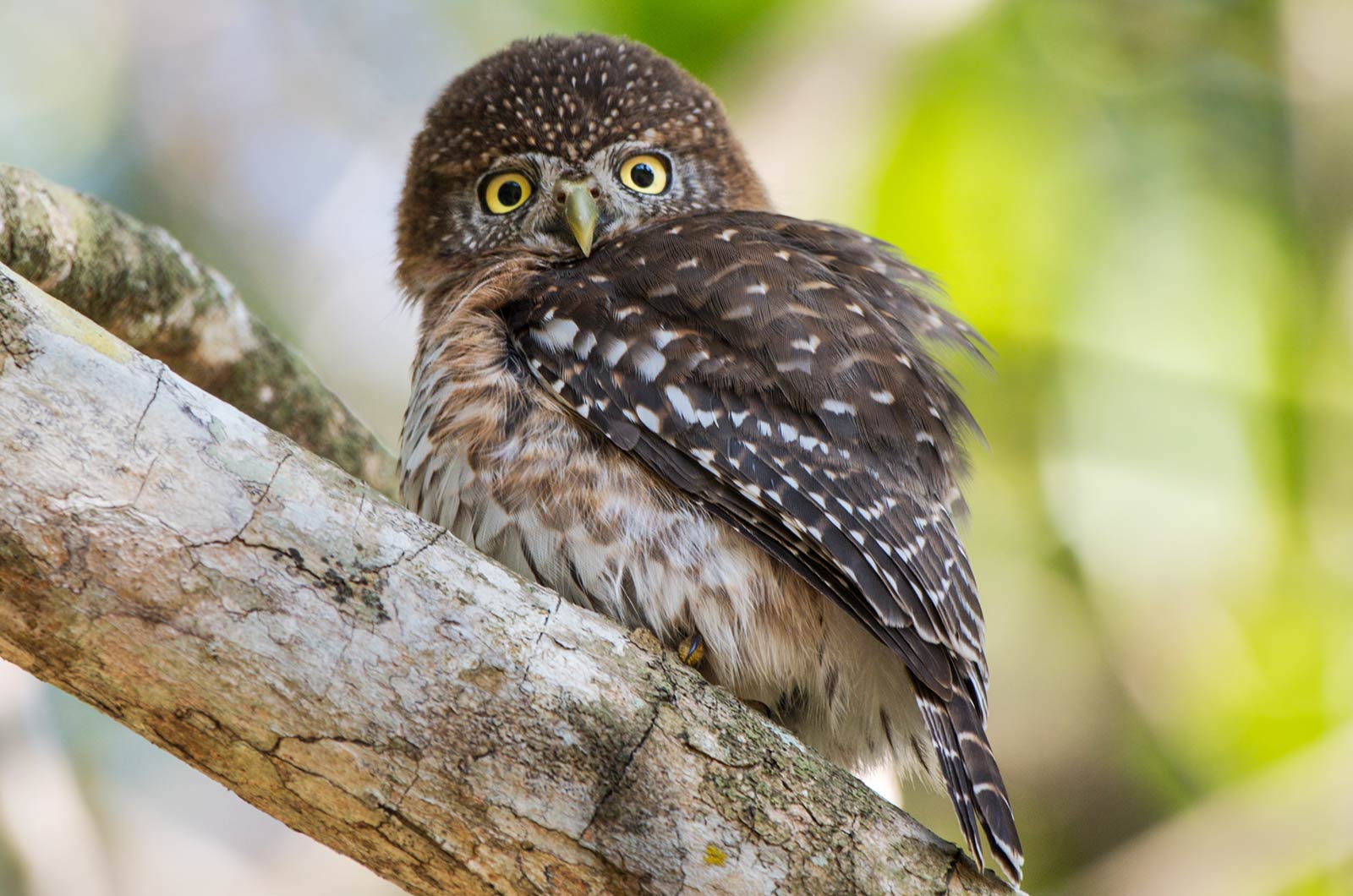 Birds of Cuba – An Internet Field Guide to Rare Cuban Birds