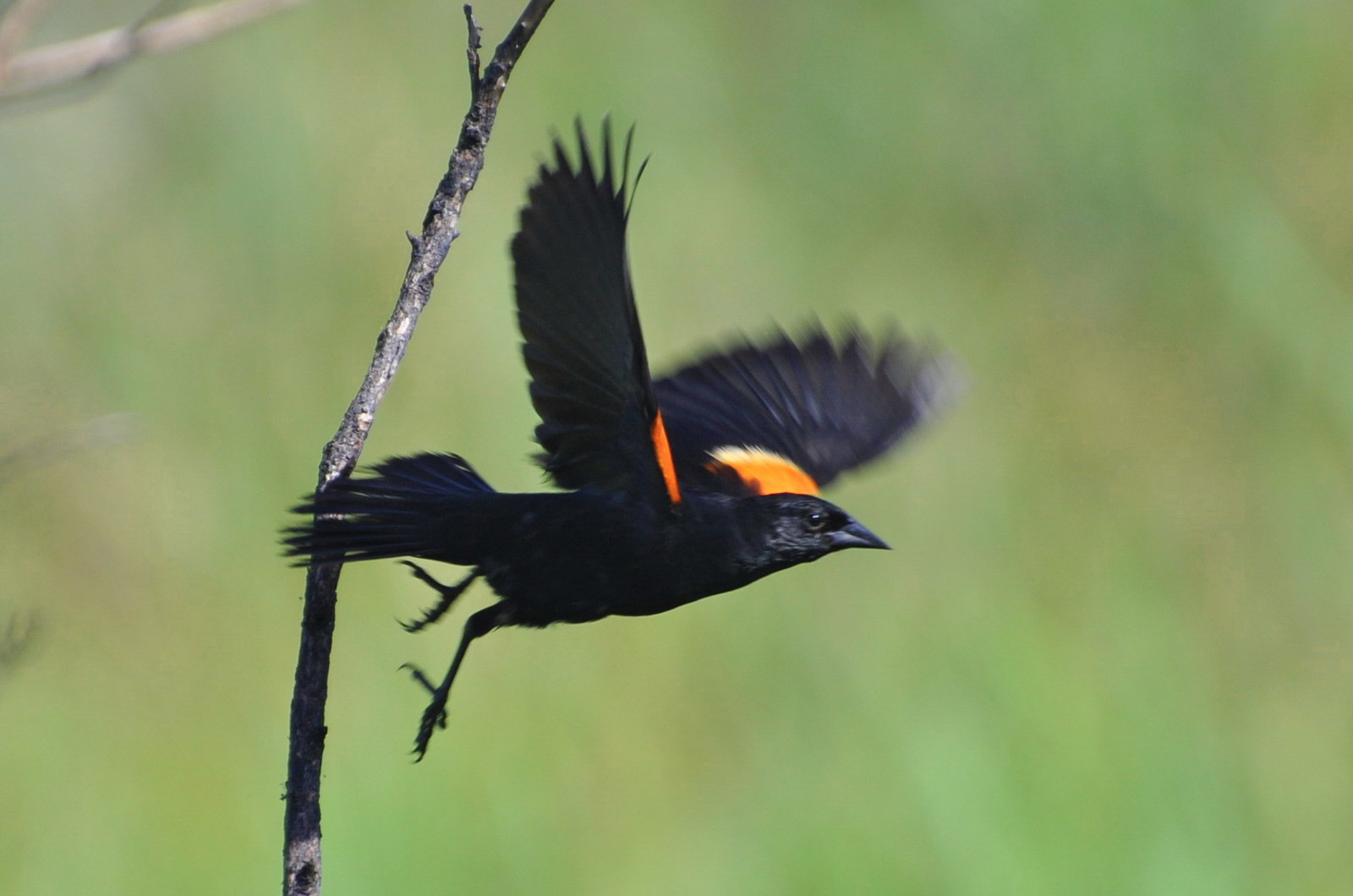 Birds of Cuba – An Internet Field Guide to Rare Cuban Birds