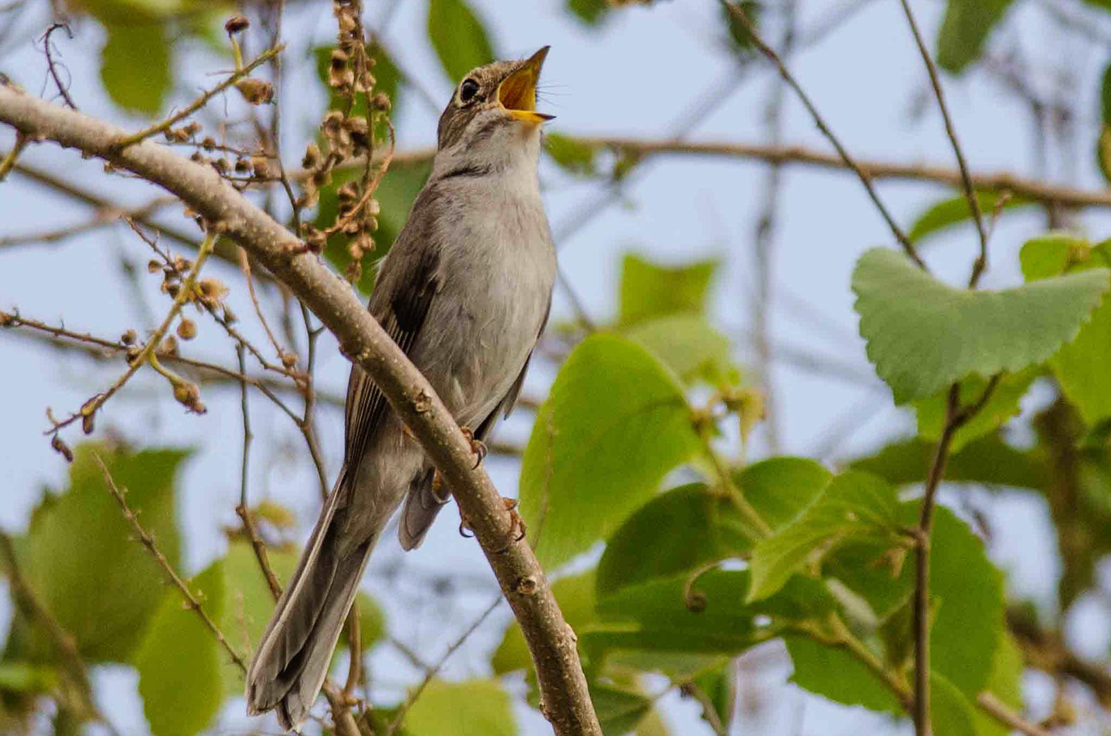 Birds of Cuba – An Internet Field Guide to Rare Cuban Birds
