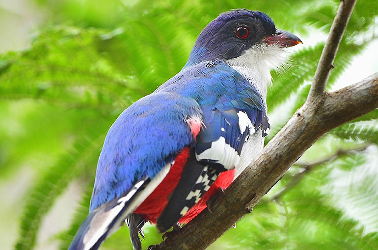 Birds of Cuba – An Internet Field Guide to Rare Cuban Birds