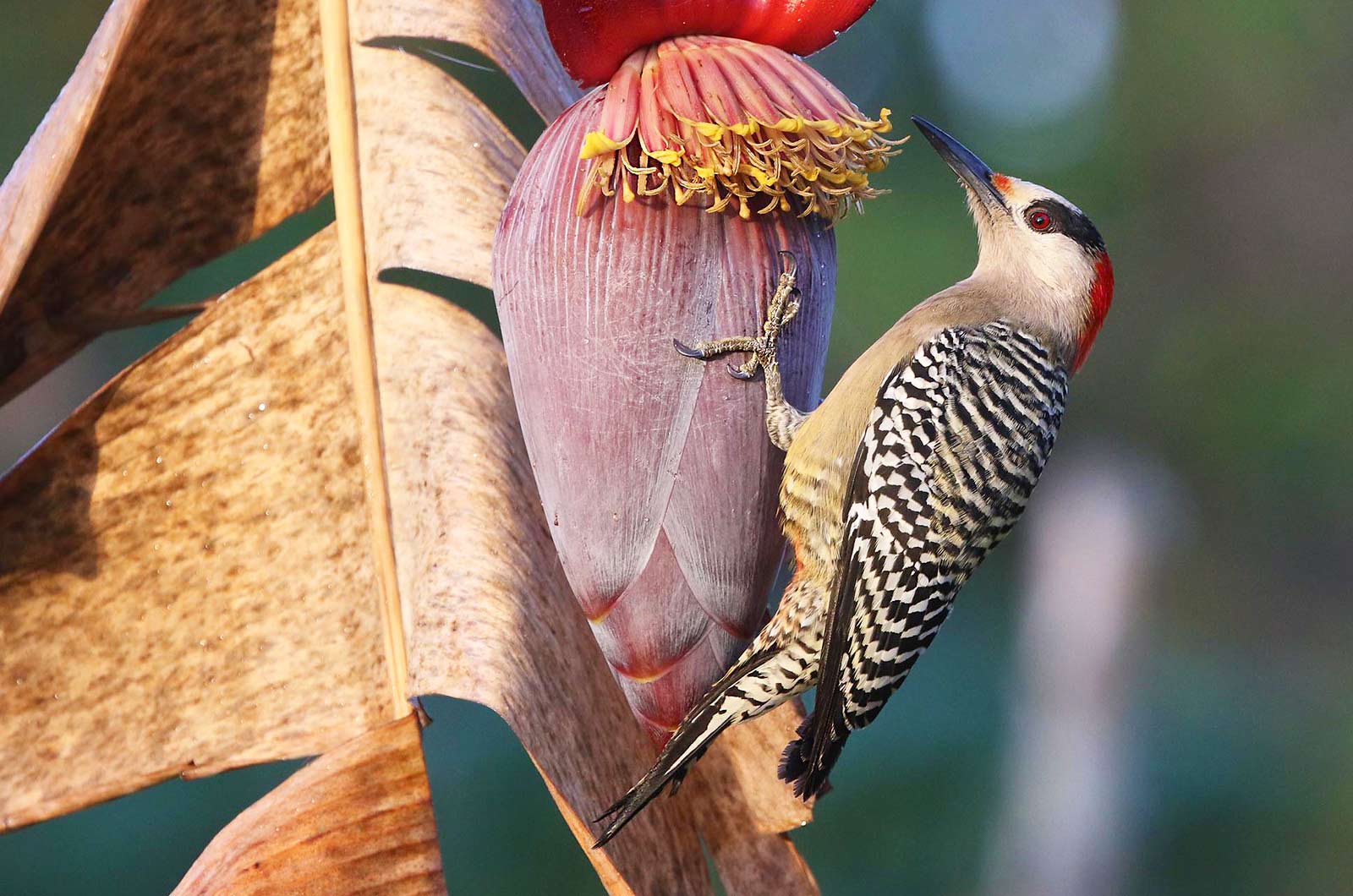 Birds of Cuba – An Internet Field Guide to Rare Cuban Birds