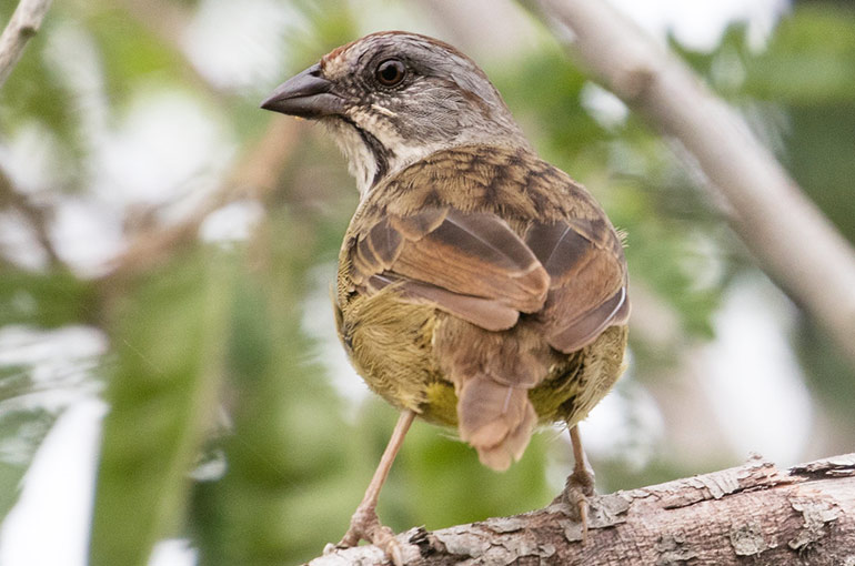 Birds of Cuba – An Internet Field Guide to Rare Cuban Birds