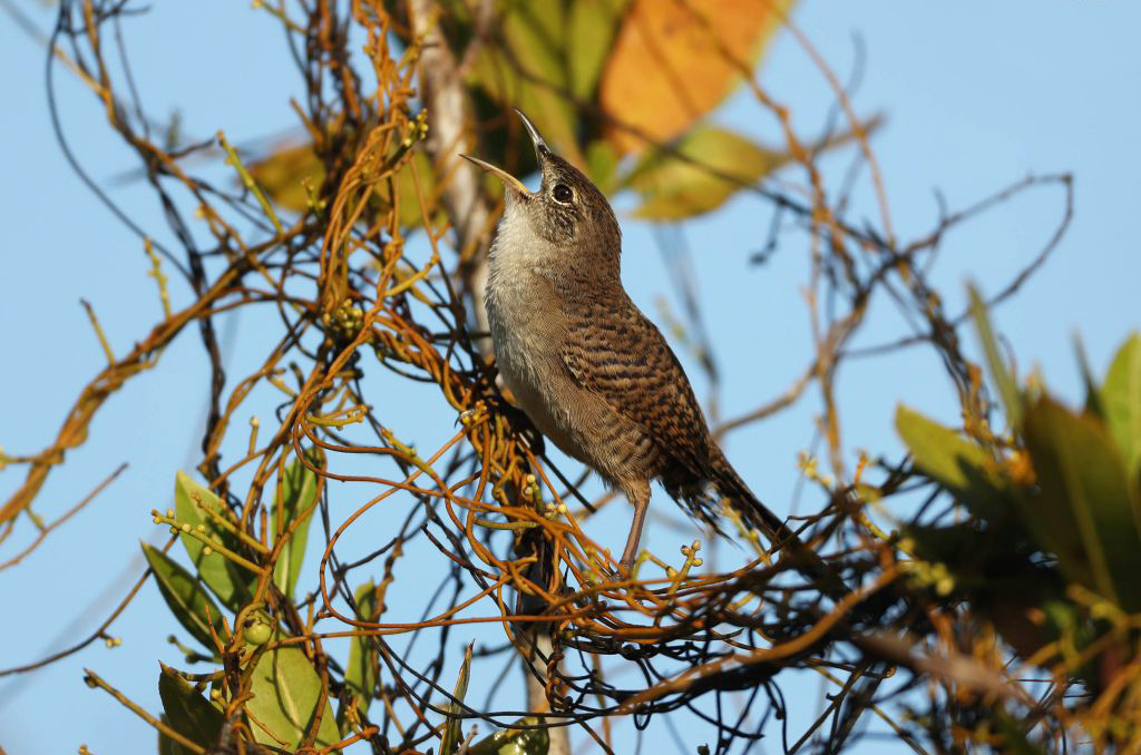 Birds of Cuba – An Internet Field Guide to Rare Cuban Birds