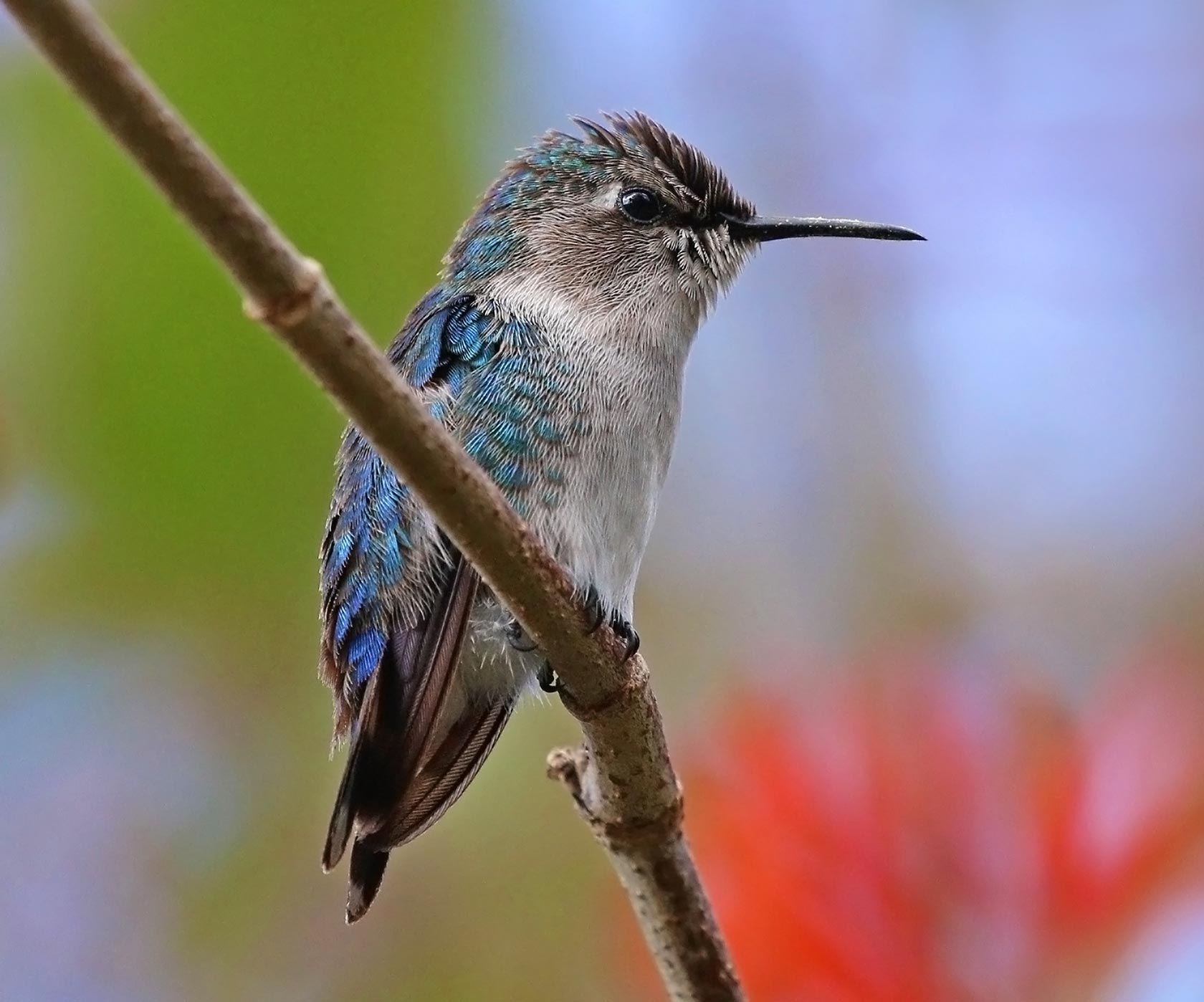 Cuban Bee Hummingbird or Zunzuncito represents Cuba Explorer