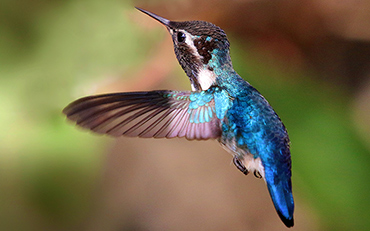 Cuban Bee Hummingbird or Zunzuncito represents Cuba Explorer